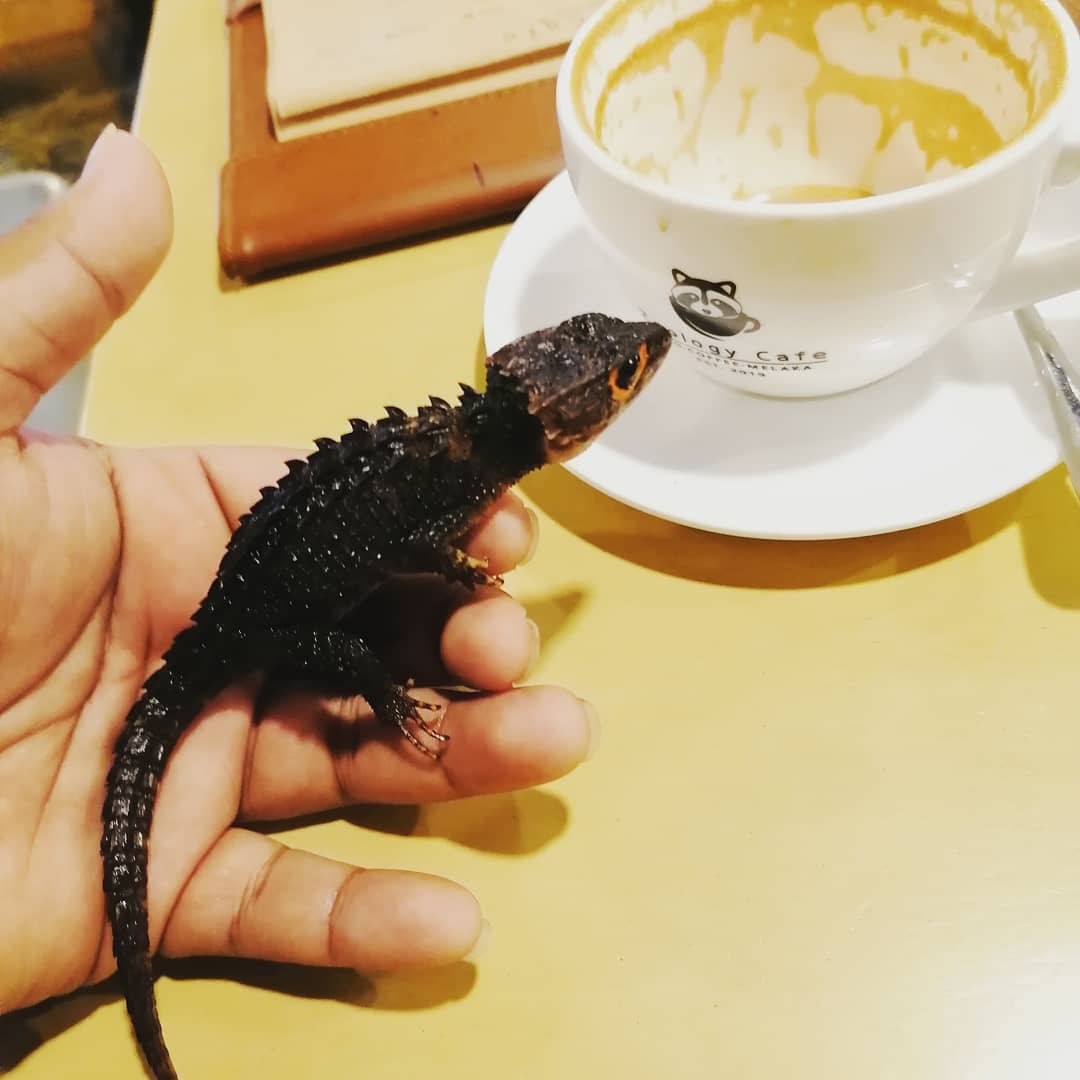 This Animal Themed Cafe Lets You Pet Wildlife Like Iguana, Snake & More