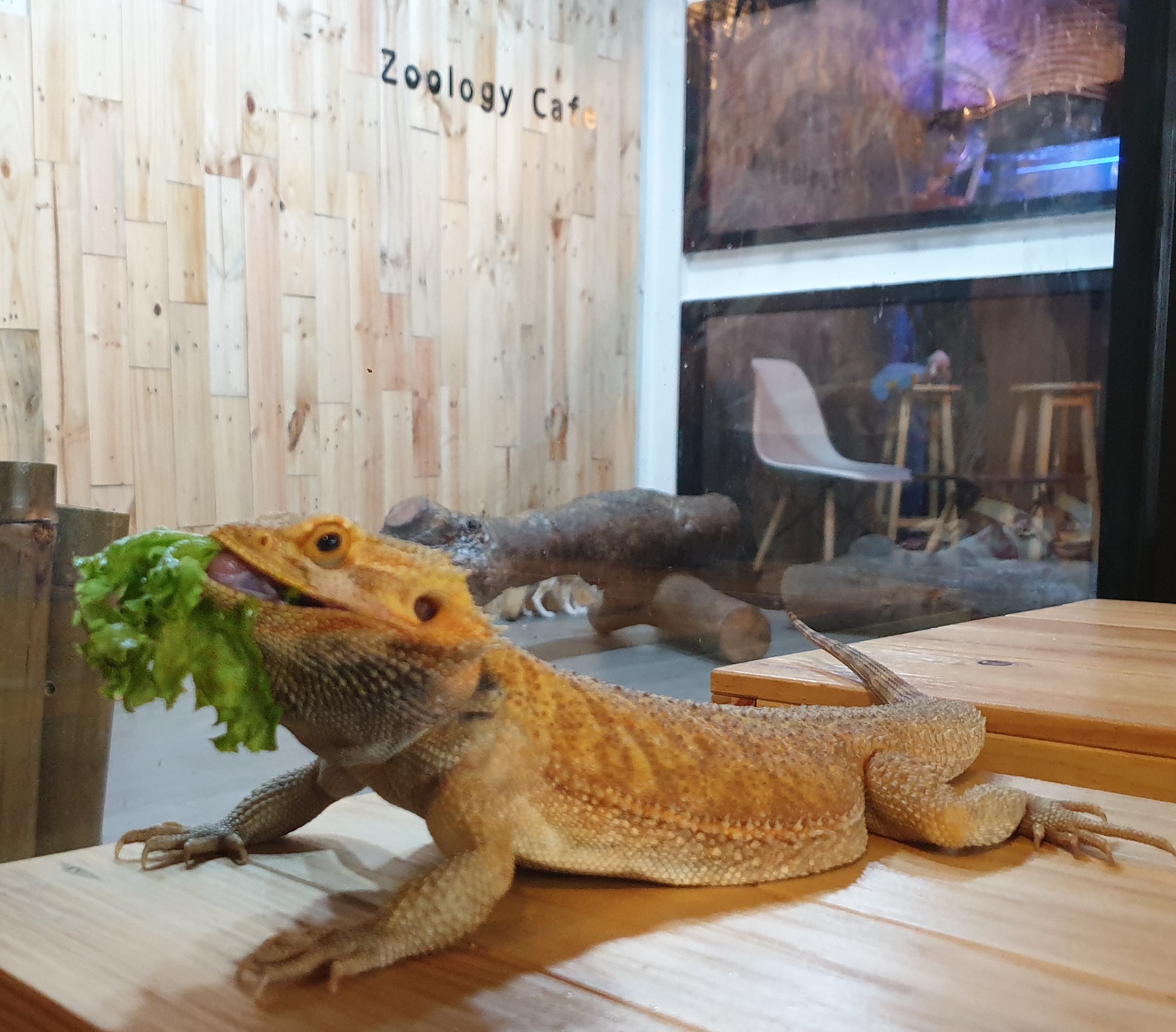 This Animal Themed Cafe Lets You Pet Wildlife Like Iguana, Snake & More